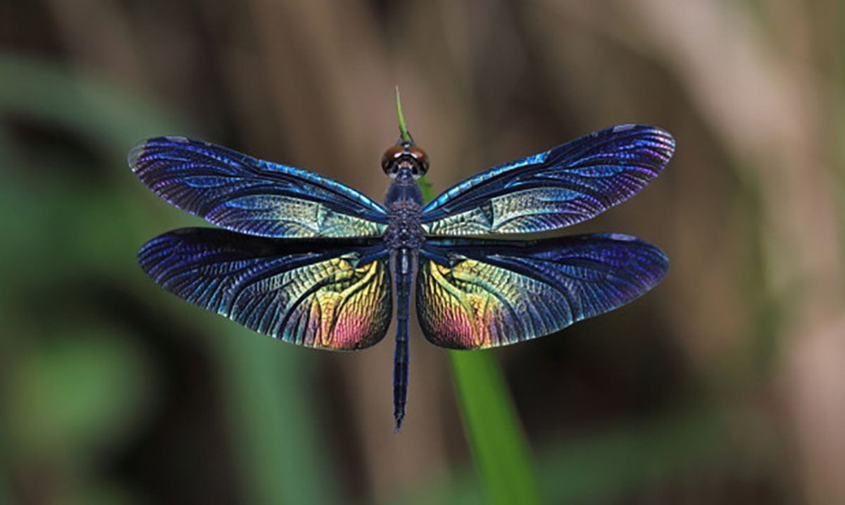 The Spiritual Significance Of The Dragonfly Do You See Them Often Awareness Act the-spiritual-significance-of-the-dragonfly-do-you-see-them-often-awareness-act
