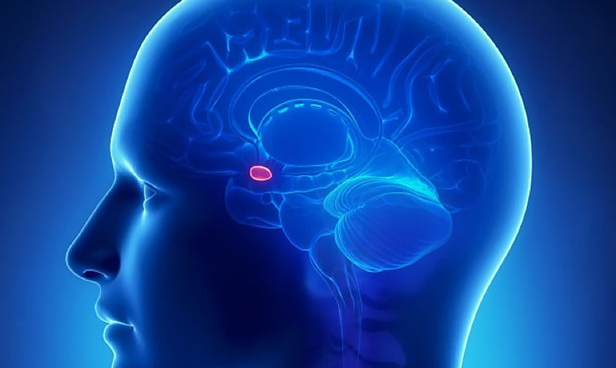 13 Methods For Decalcifying The Pineal Gland Awareness Act