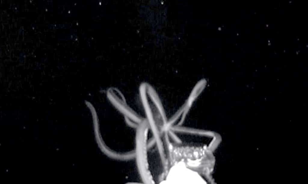 Haunting Video Shows First Recorded Footage of Giant Squid in US Waters ...