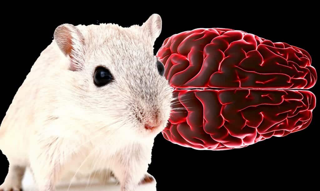 Scientists Used Light and Sound To Remove Plaque From The Brains Of ...